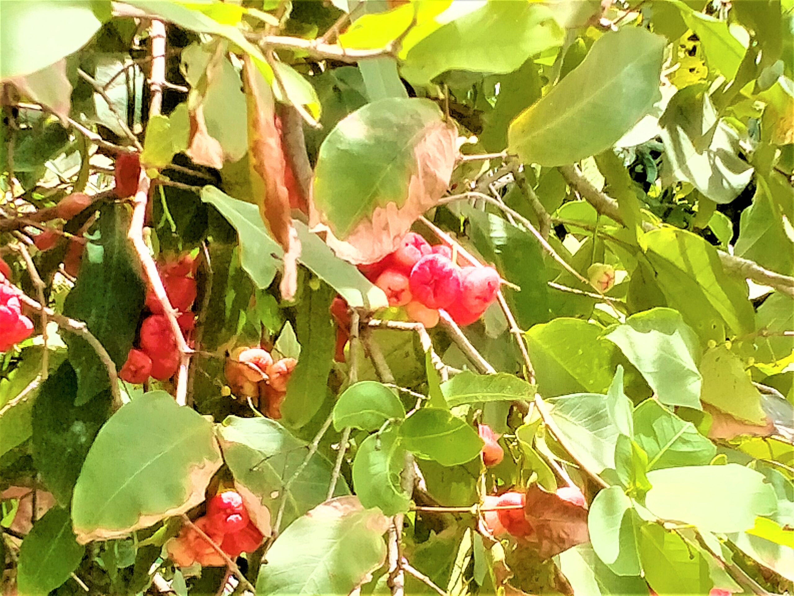 この果物知ってる？Jambu Merah（インドネシア）